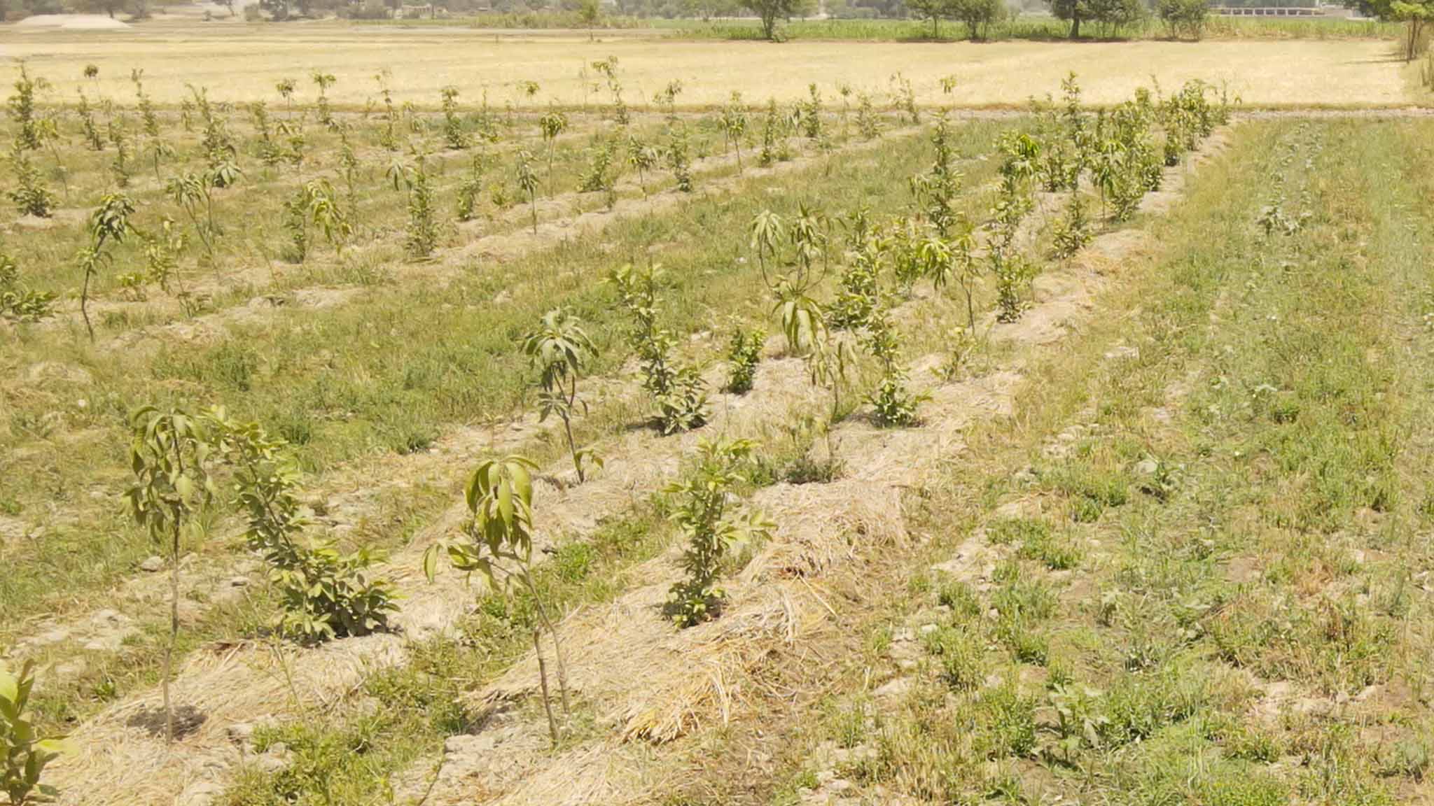 Nakhl Pakistan | Grow with Tradition, Plant an Orchard
